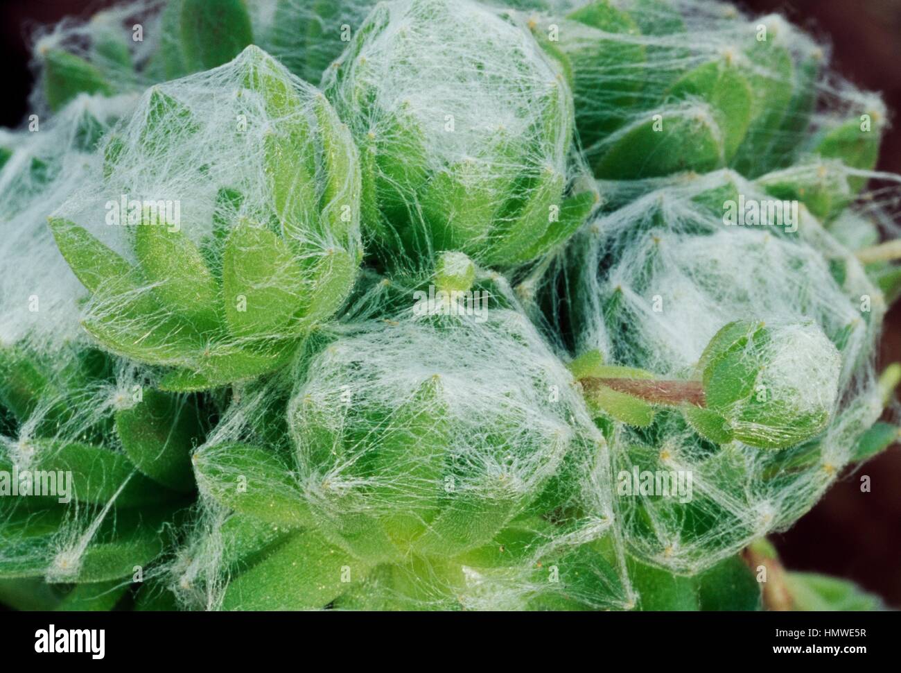 Cobweb houseleek (Sempervivum arachnoideum) central rosettes resembling ...