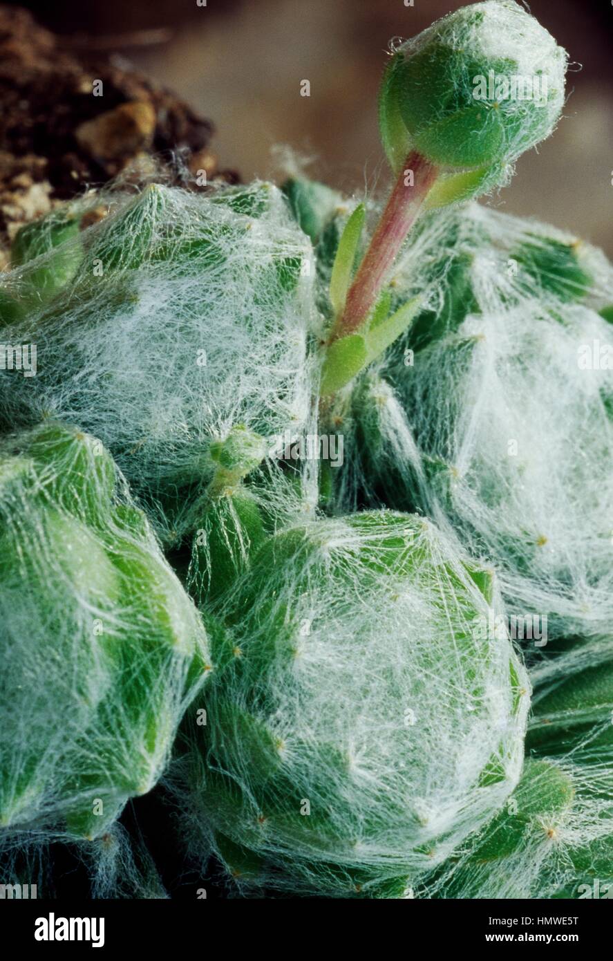 Cobweb houseleek (Sempervivum arachnoideum) central rosettes resembling ...