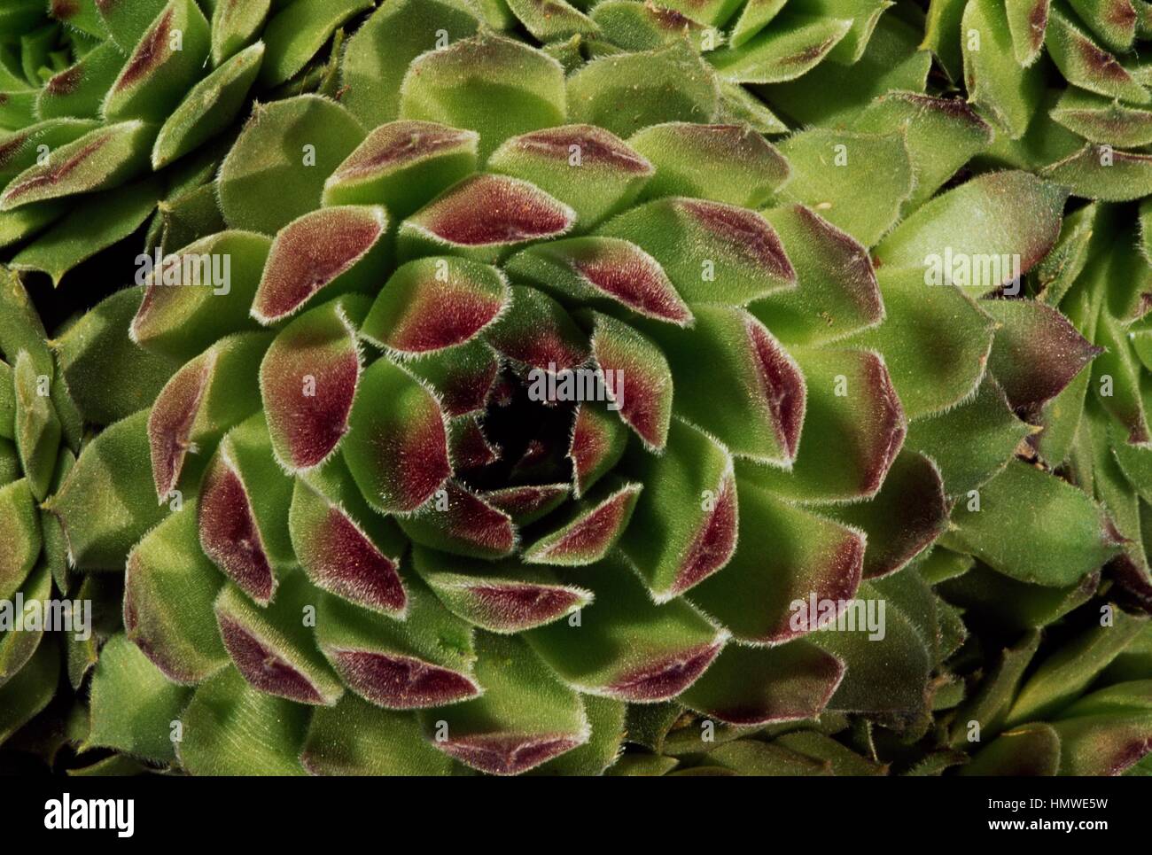 Sempervivum grandiflorum rosette, Crassulaceae. Detail Stock Photo - Alamy