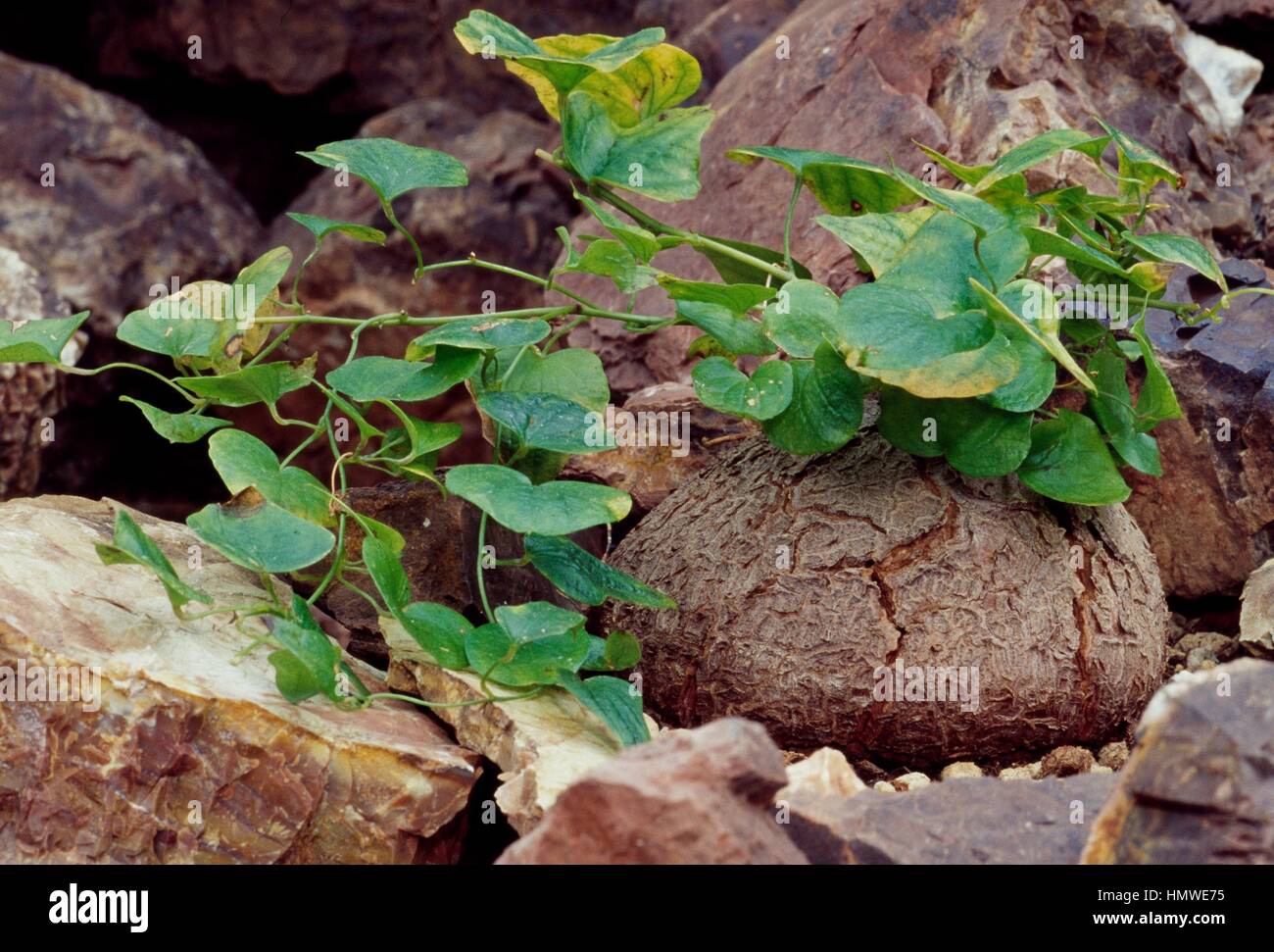 Elephant's foot (Testudinaria elephantipes), Cactaceae Stock Photo - Alamy