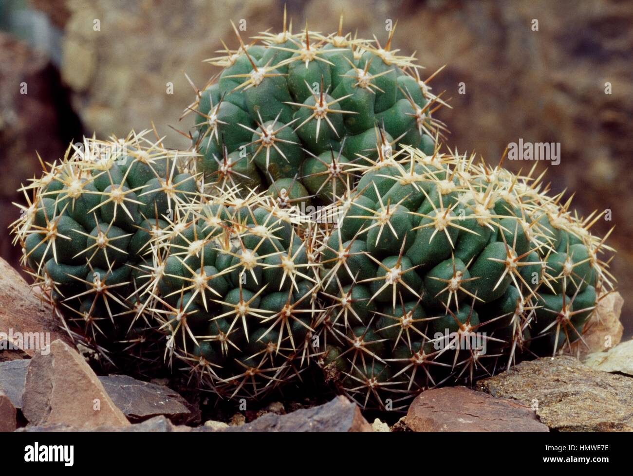 Thelocactus leucacanthus, Cactaceae Stock Photo - Alamy