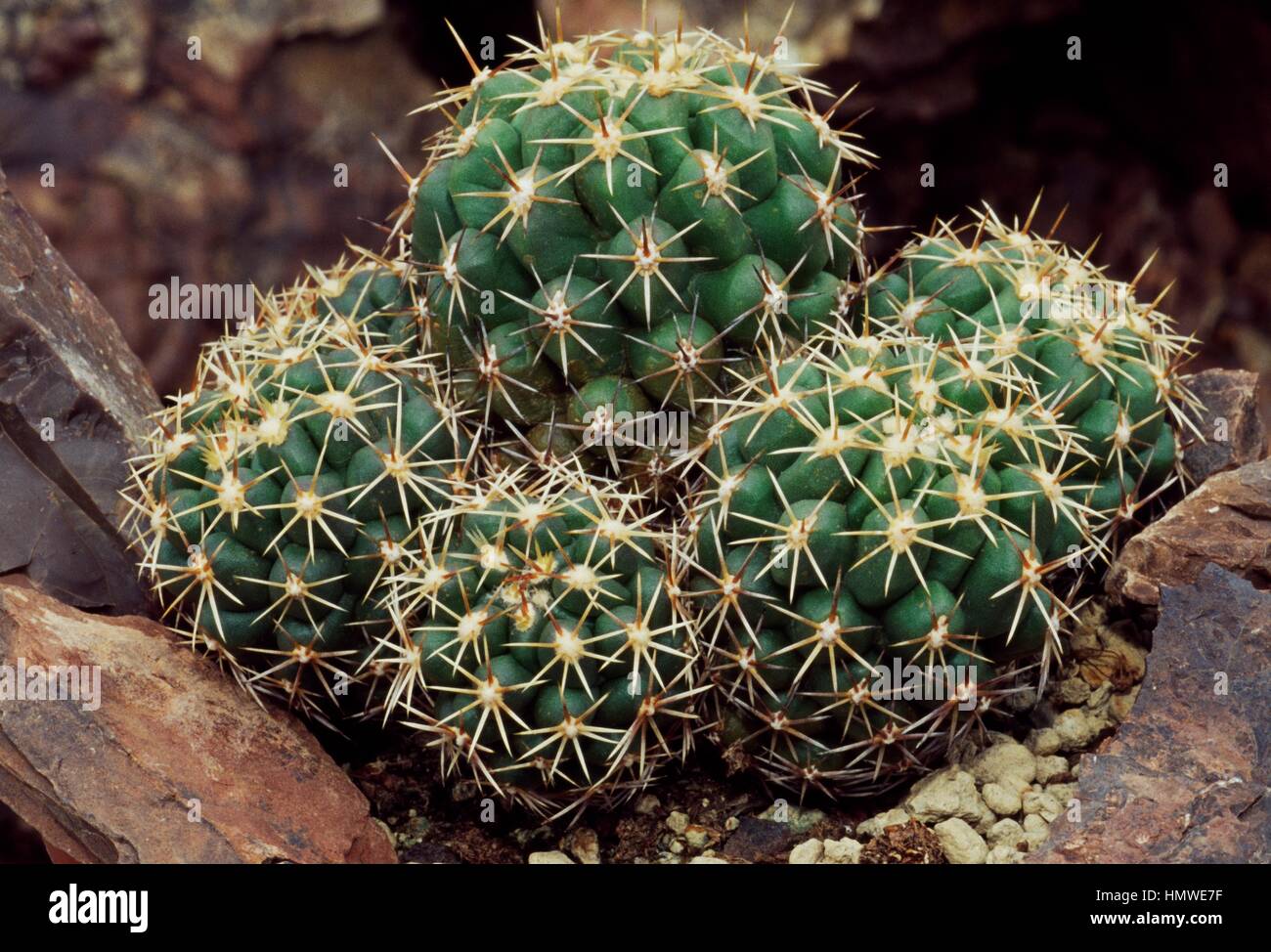 Thelocactus hi-res stock photography and images - Alamy