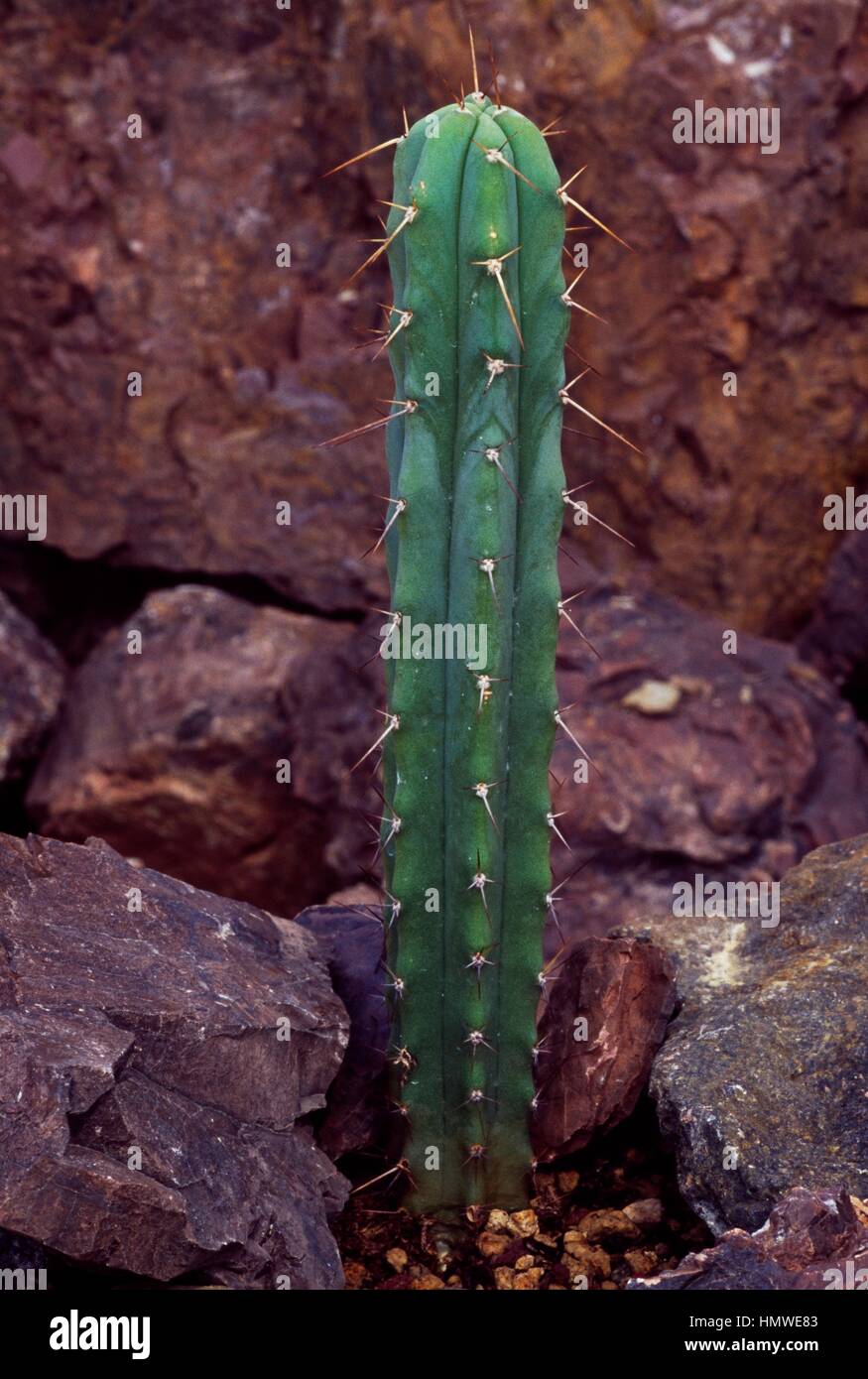 Trichocereus bridgesii hi-res stock photography and images - Alamy