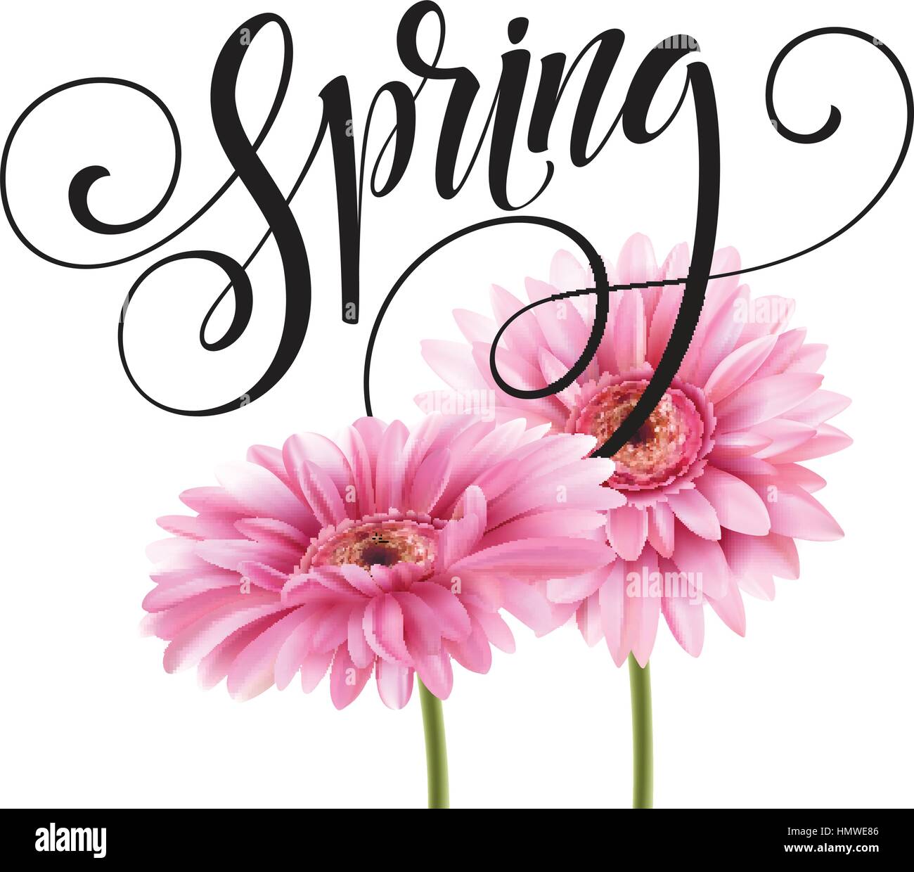 Gerbera Flower Background and Spring Lettering. Vector Illustration ...