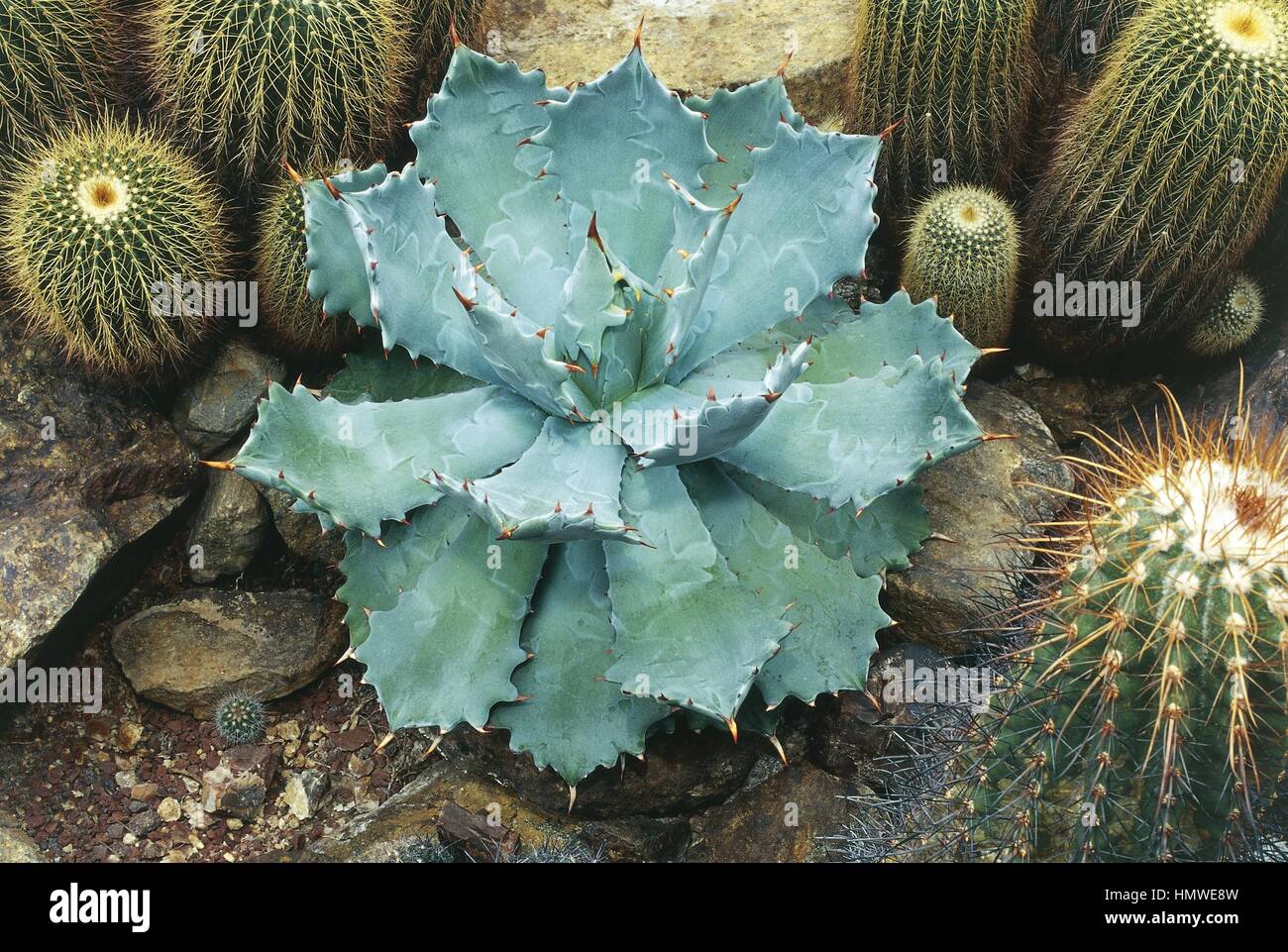 Botany - Agavaceae. Agave potatorum Stock Photo - Alamy