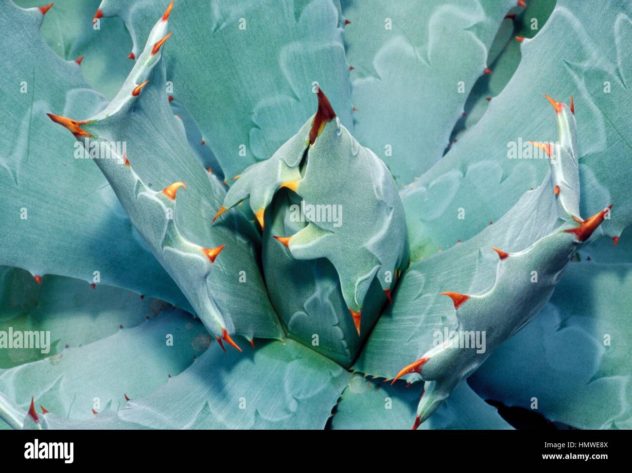 Agave rosette hi-res stock photography and images - Alamy