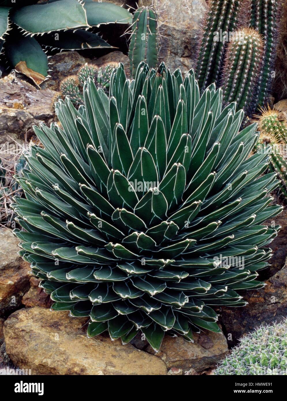 Queen Victoria's agave (Agave victoriae-reginae), Agavaceae Stock Photo ...