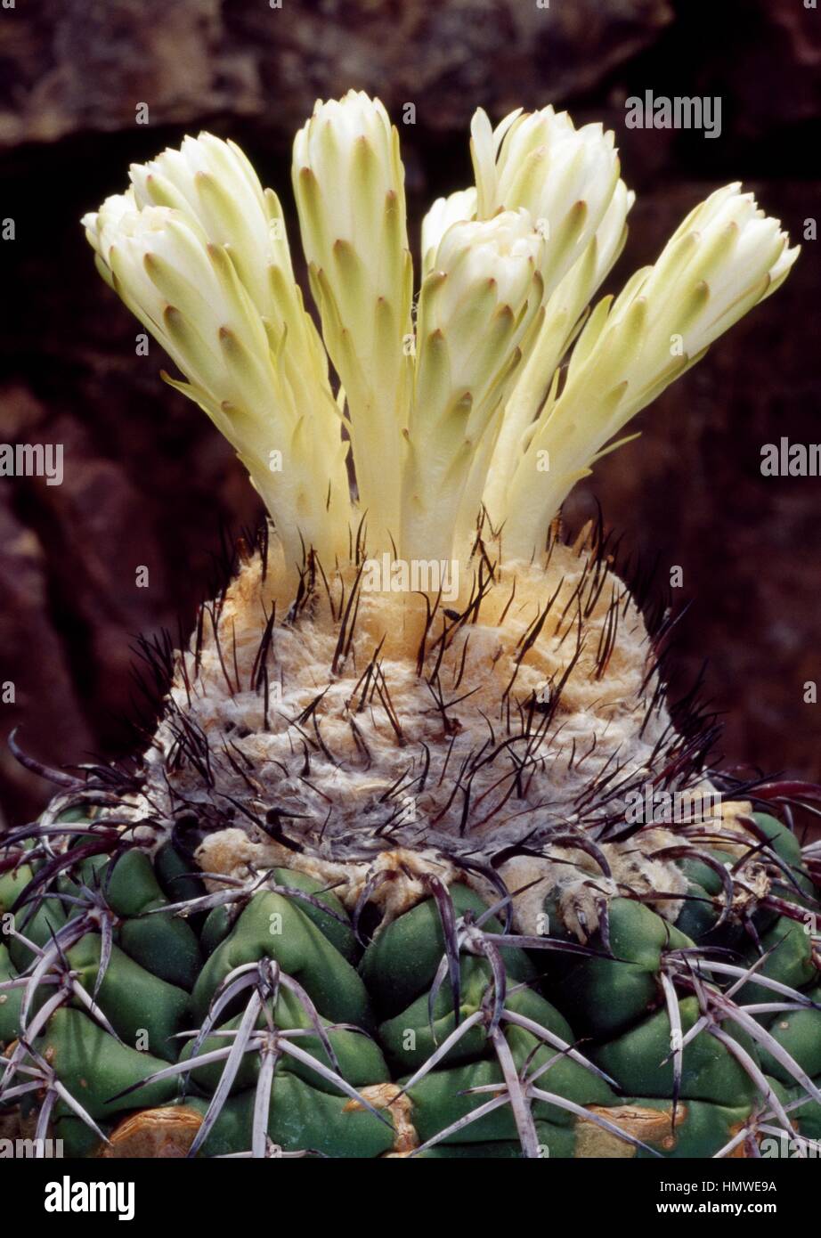 Discocactus hi-res stock photography and images - Alamy