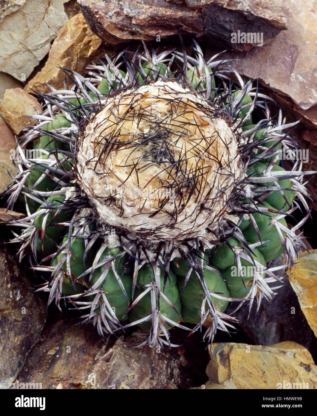 Discocactus hi-res stock photography and images - Alamy