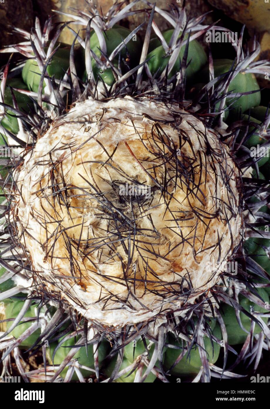 Discocactus hi-res stock photography and images - Alamy