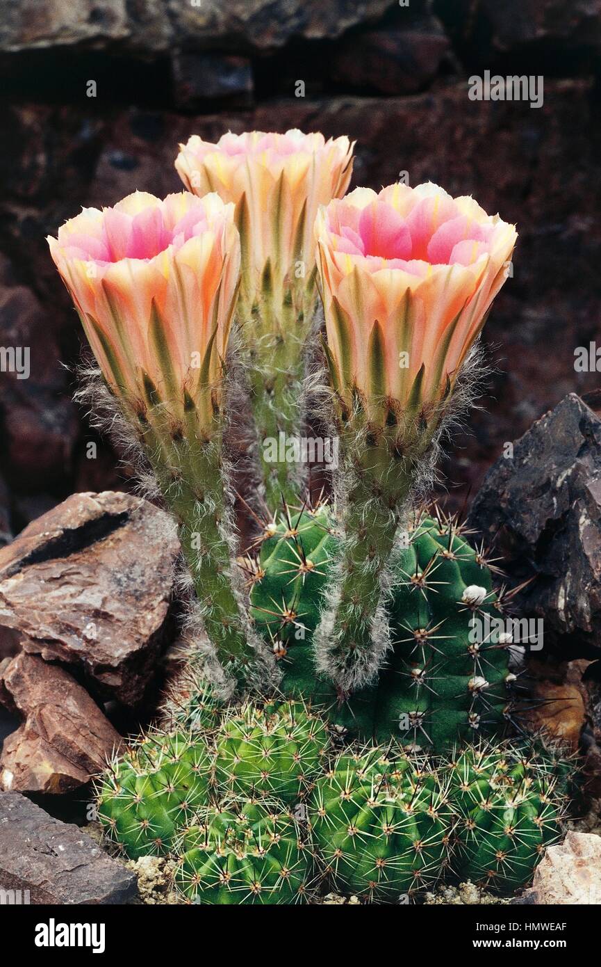 Echinopsis hybrid flowers, Cactaceae. Detail Stock Photo - Alamy