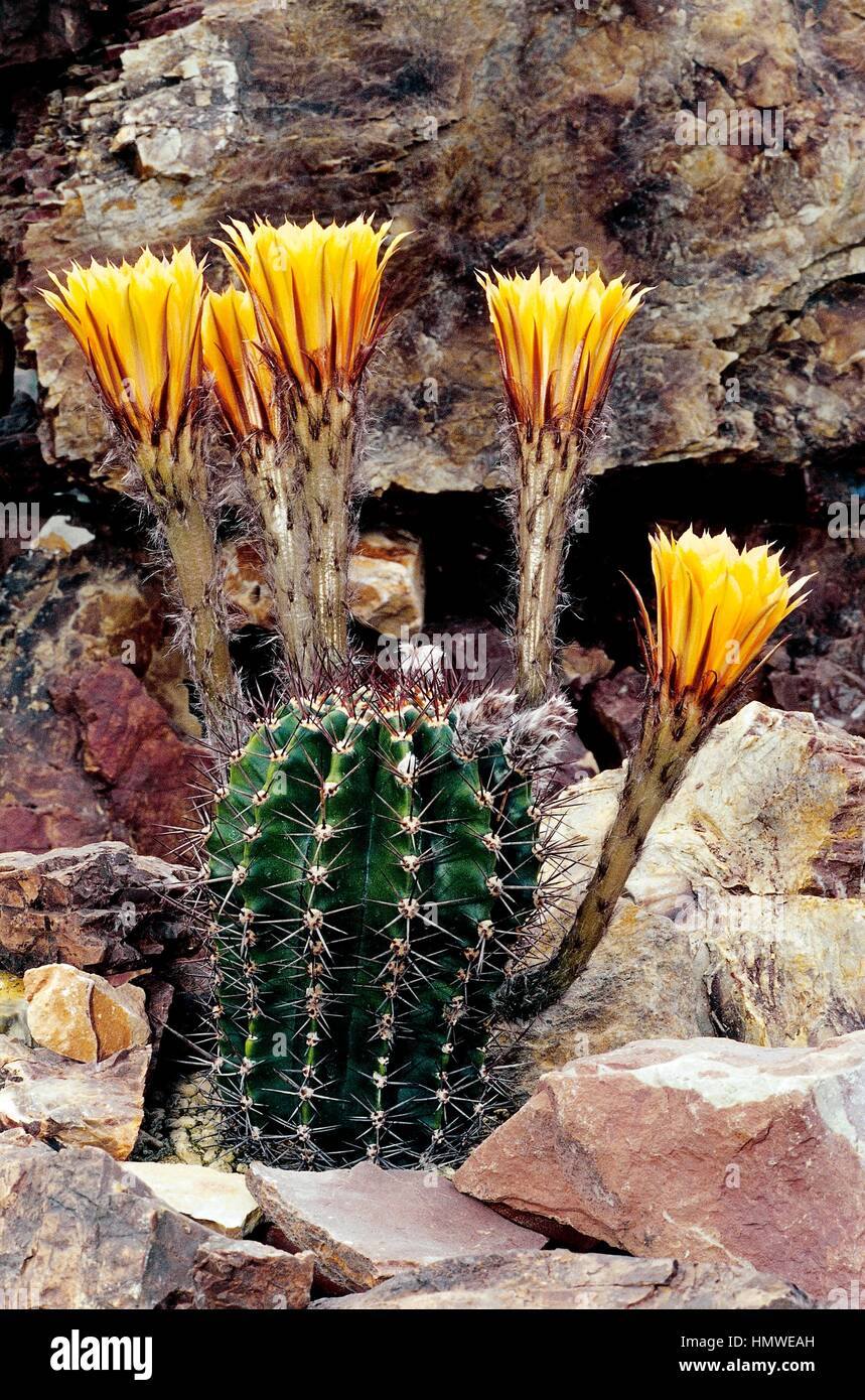 Flowering Echinopsis hybrid, Cactaceae Stock Photo - Alamy