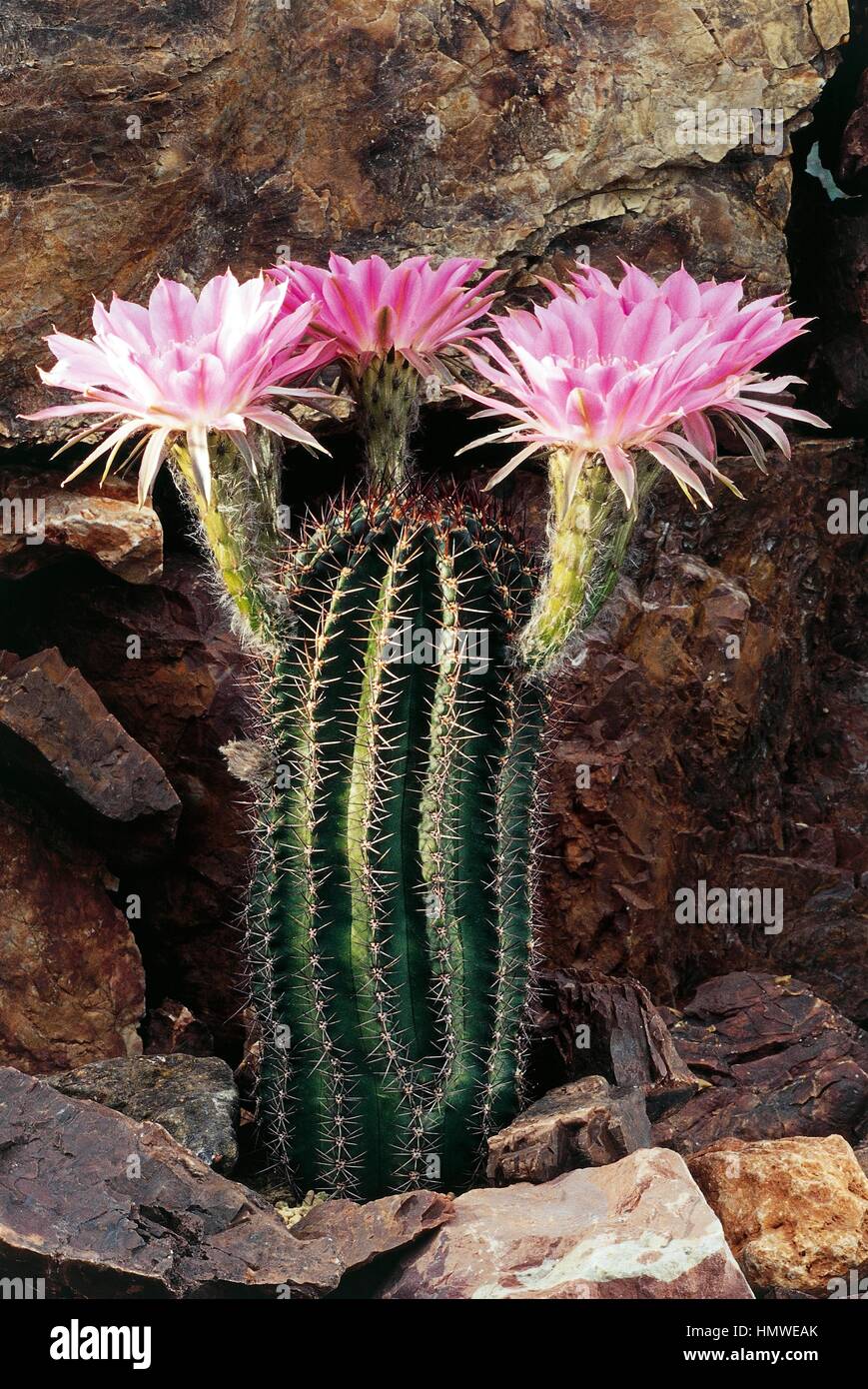 Echinopsis hybrid hi-res stock photography and images - Alamy