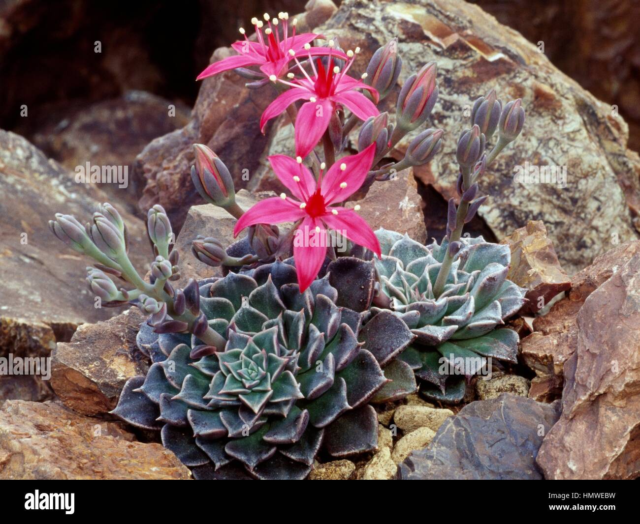 Graptopetalum bellum tacitus hi-res stock photography and images - Alamy