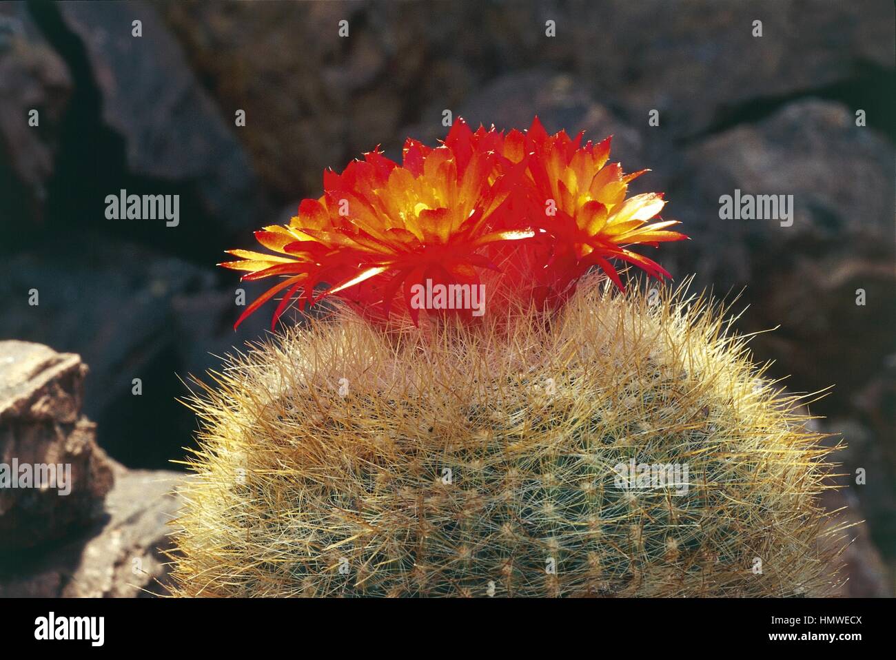 Botany - Cactaceae. Ball cactus (Notocactus haselbergii Stock Photo - Alamy