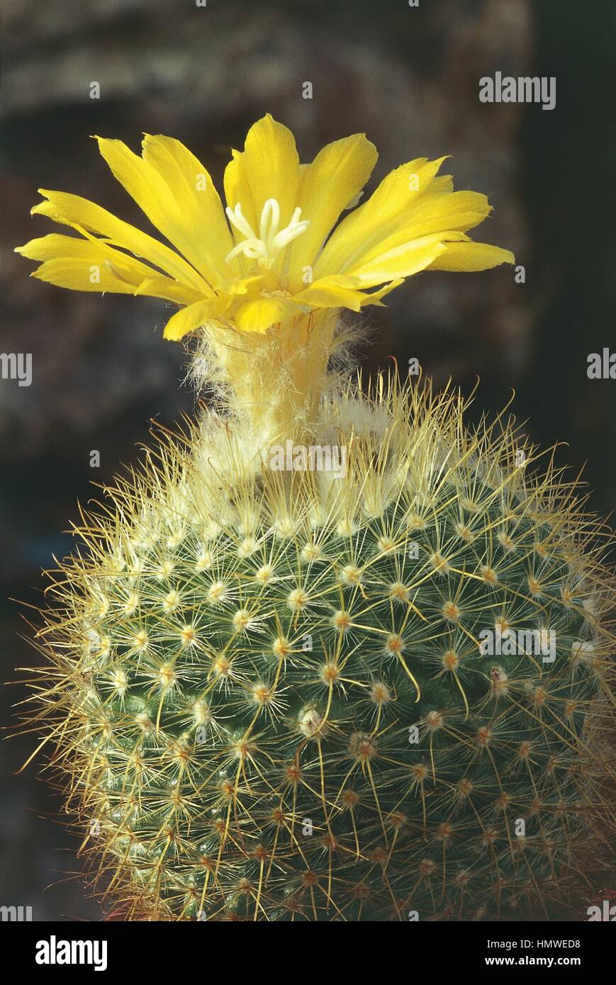 Botany - Cactaceae. Flowering ball cactus (Notocactus mammulosus Stock ...