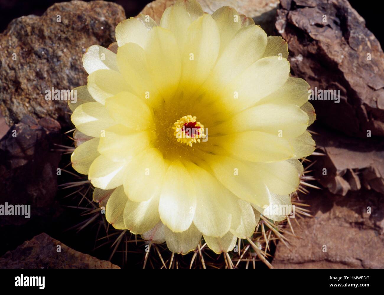 Notocactus mueller-melchersii flower, Cactaceae. Detail Stock Photo - Alamy