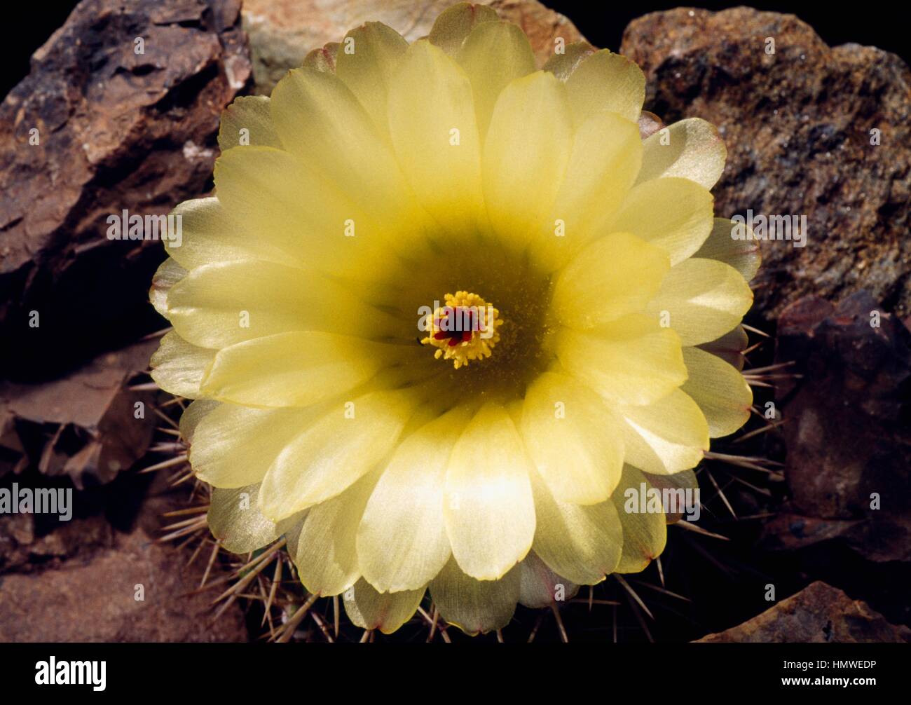 Notocactus mueller-melchersii flower, Cactaceae. Detail Stock Photo - Alamy