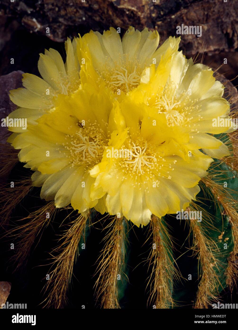 Notocactus varasi flower, Cactaceae. Detail Stock Photo - Alamy