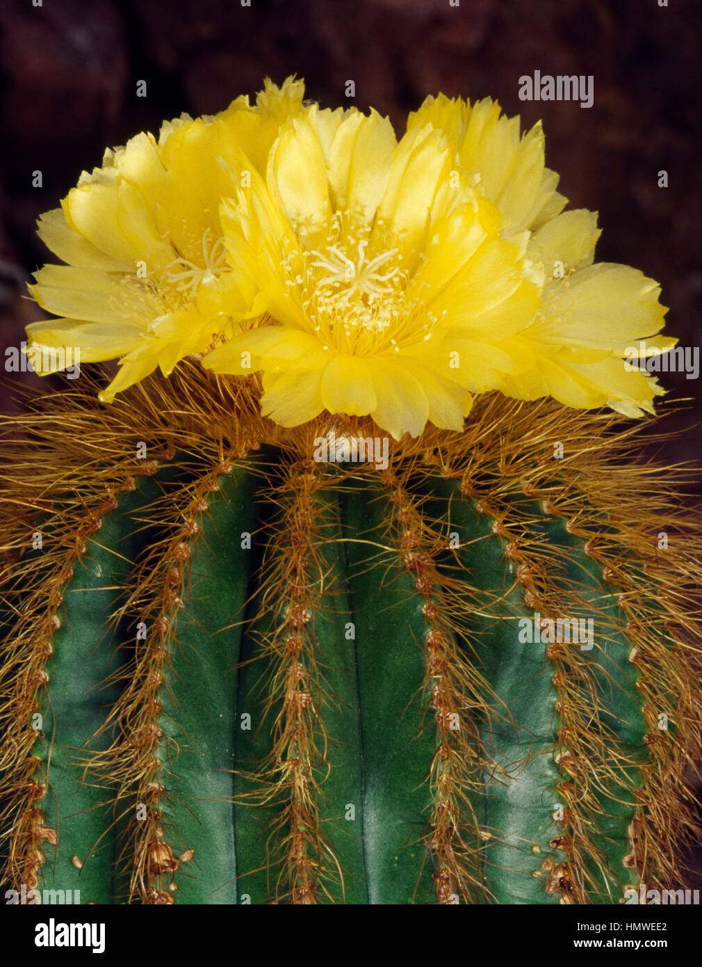 Notocactus varasi flower, Cactaceae. Detail Stock Photo - Alamy