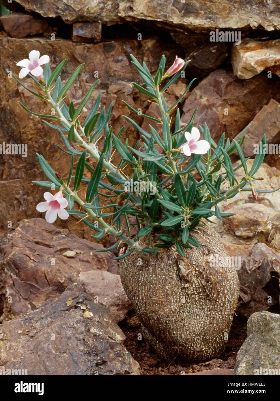 White pachypodium flower hi-res stock photography and images - Alamy