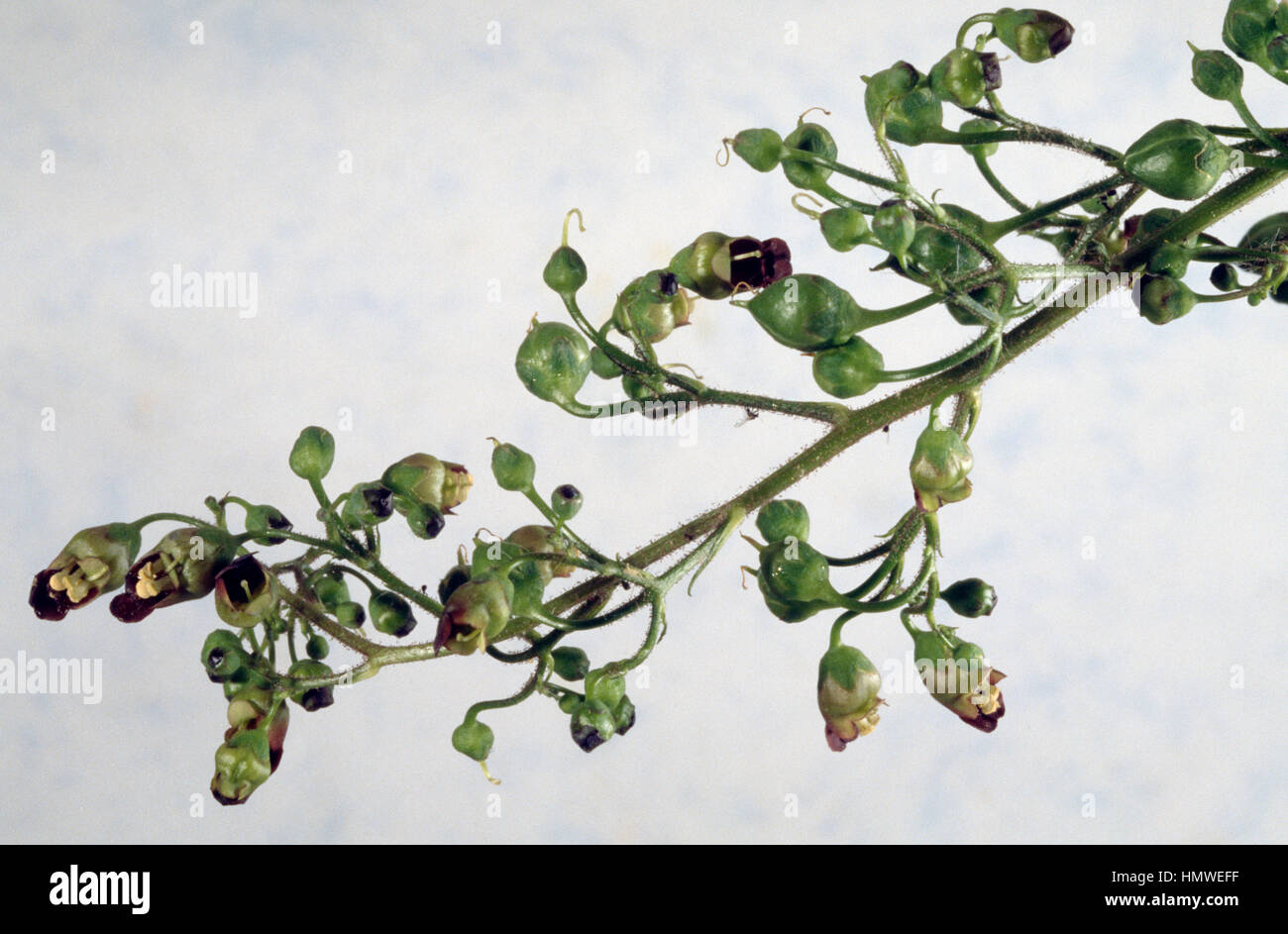 Figwort or Woodland figwort (Scrophularia nodosa), Scrophulariaceae ...