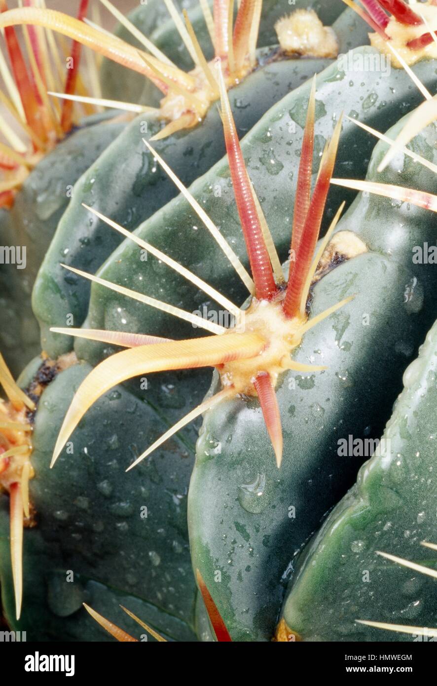 Devil's Claw Plant Stock Photos & Devil's Claw Plant Stock Images - Alamy