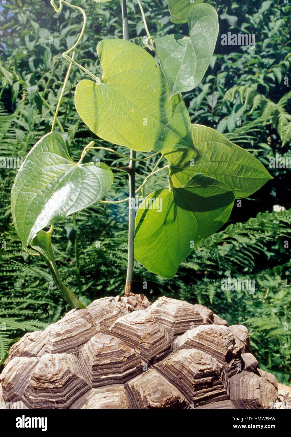 Elephant's foot (Testudinaria elephantipes), Cactaceae Stock Photo - Alamy