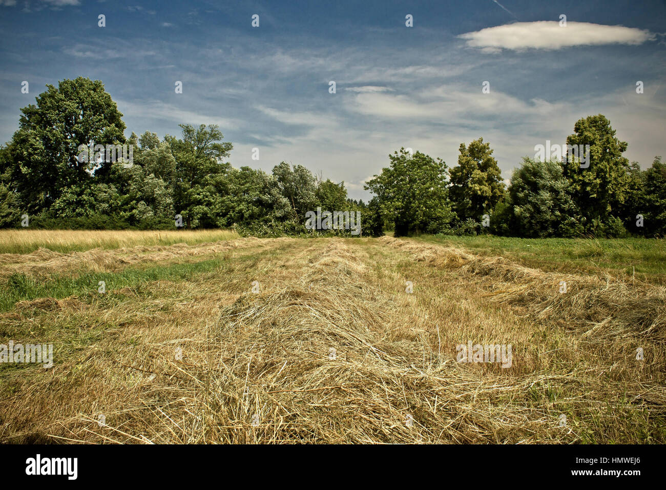 Mowed golden hay field under blue sky and green trees Stock Photo - Alamy