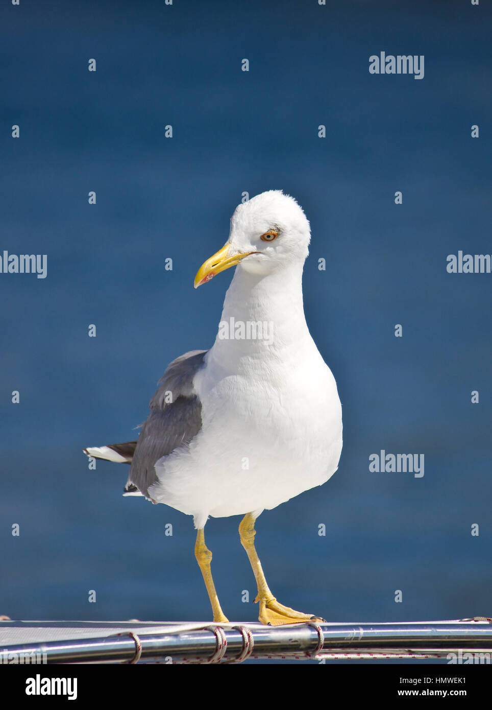 Croatian sea gull standing on boat front view,with blue sea background ...
