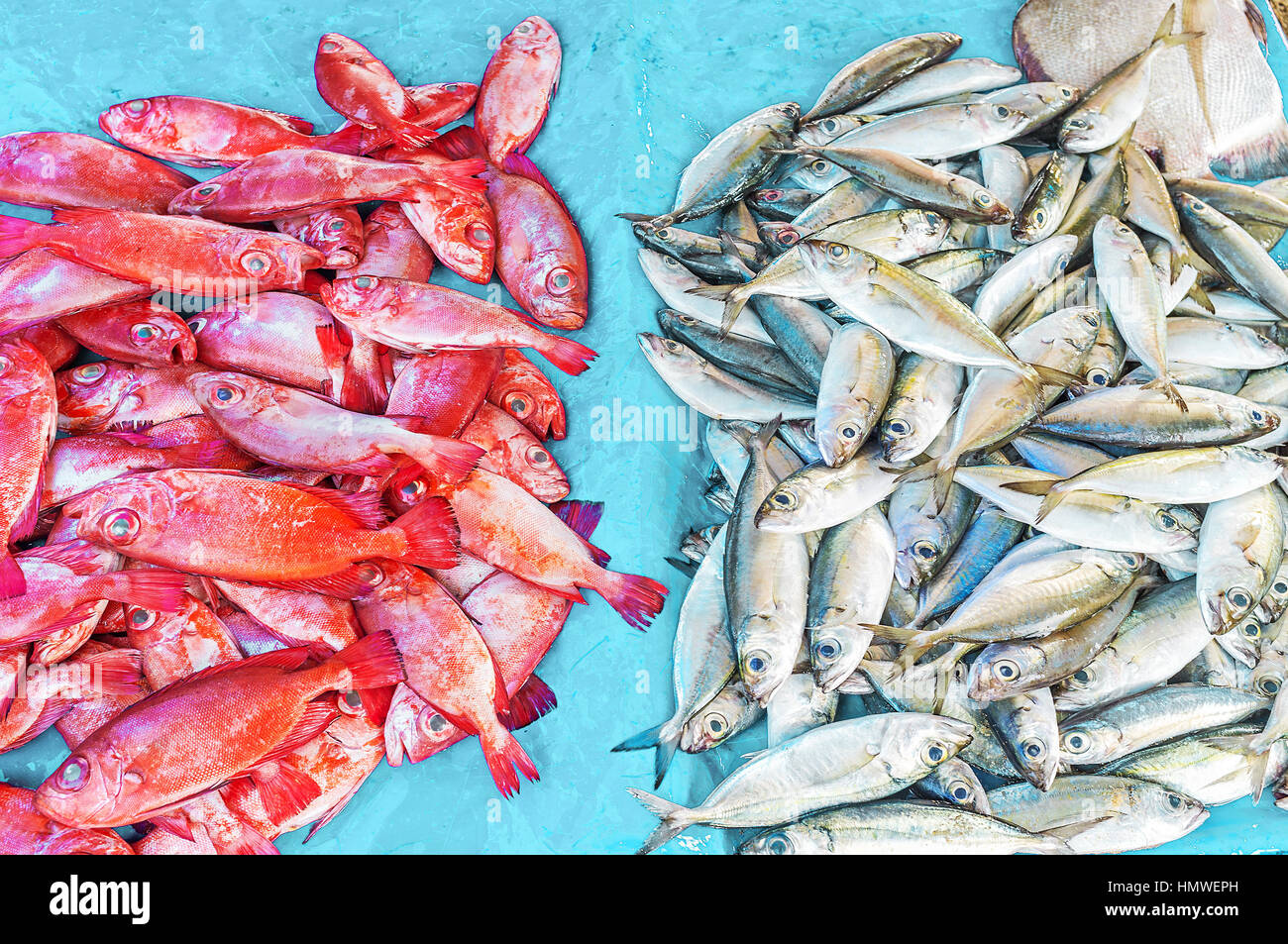 Two heaps of fish - red snapper and mackerel at the stall of Galle fish ...