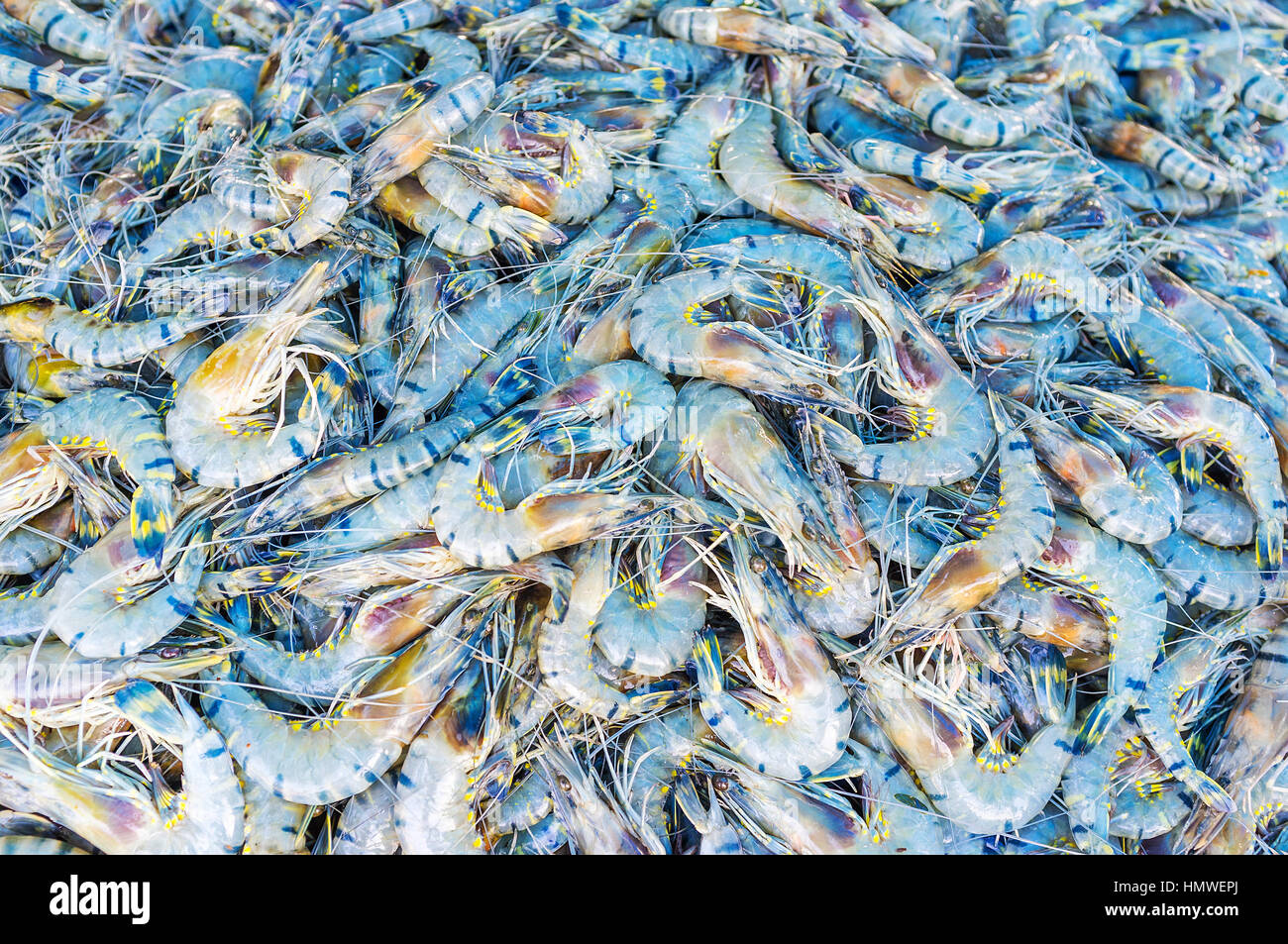 The heap of tiger shrimps at the stall of Galle fish market, Sri Lanka ...