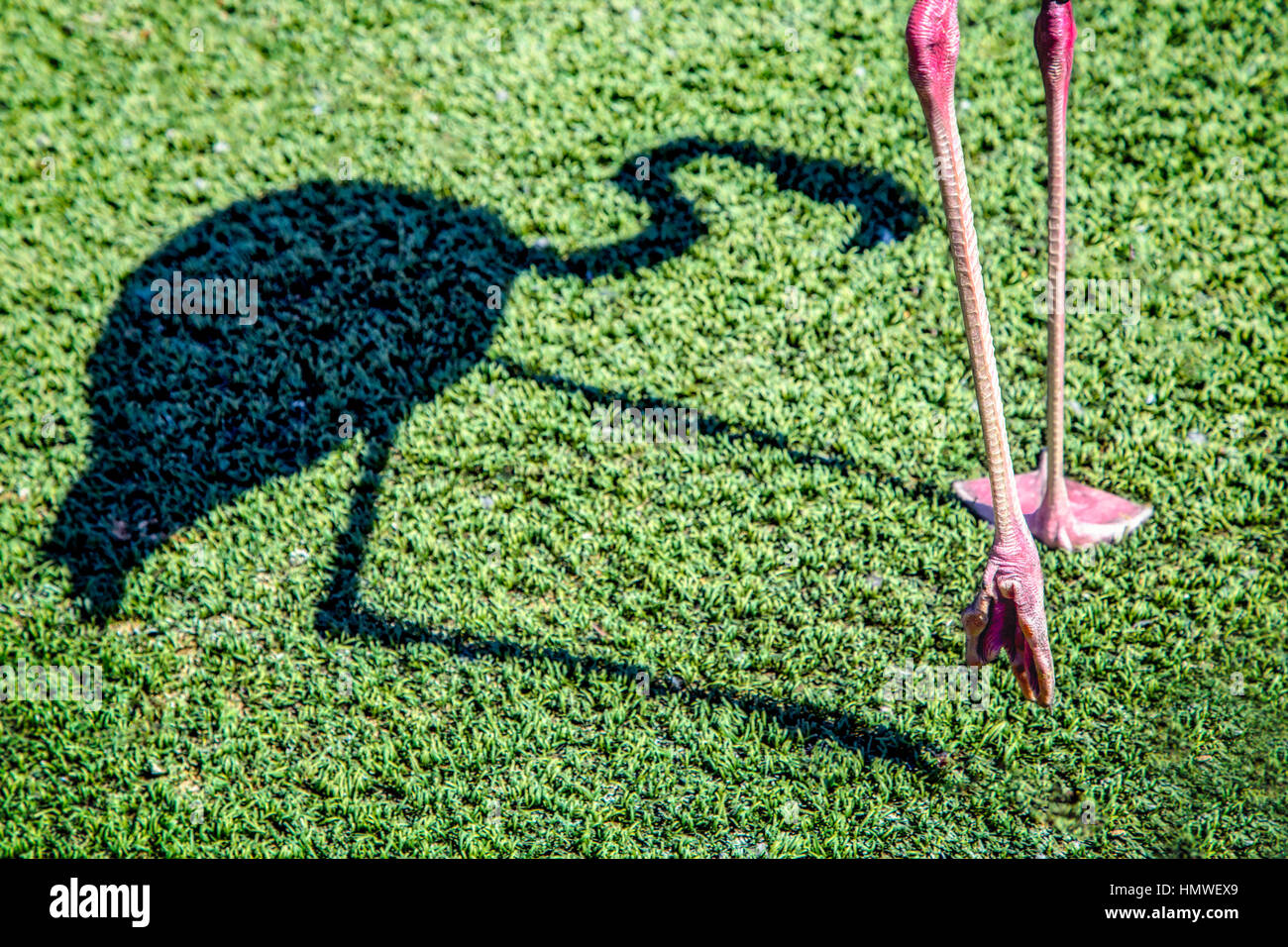 The shadow of a flamingo walking on grass Stock Photo - Alamy