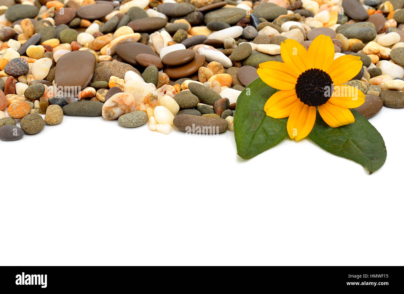 Many-colored little pebbles and beautiful flower isolated on the white ...
