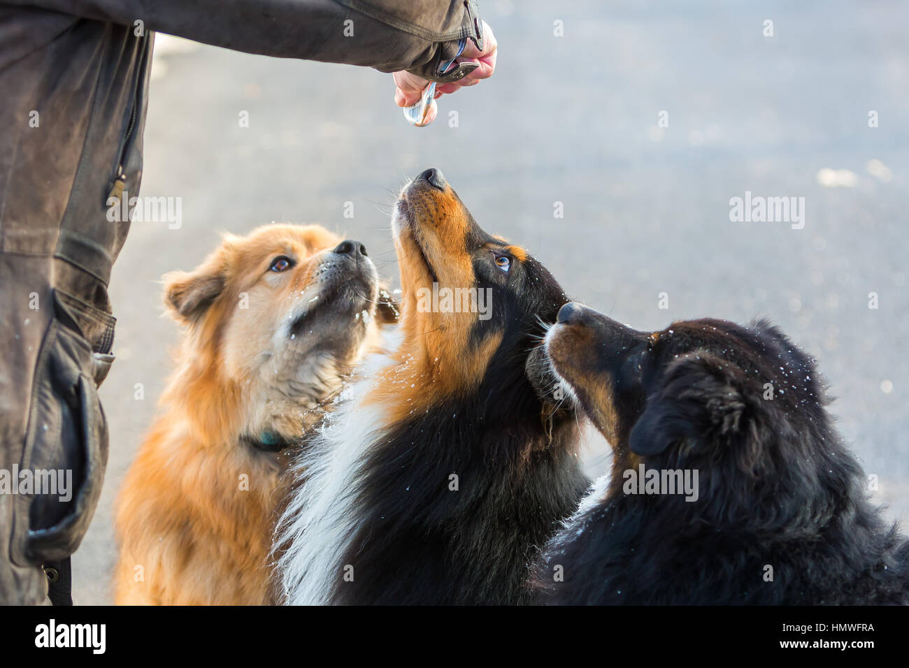 picture of three dogs getting feed out of a tube Stock Photo - Alamy