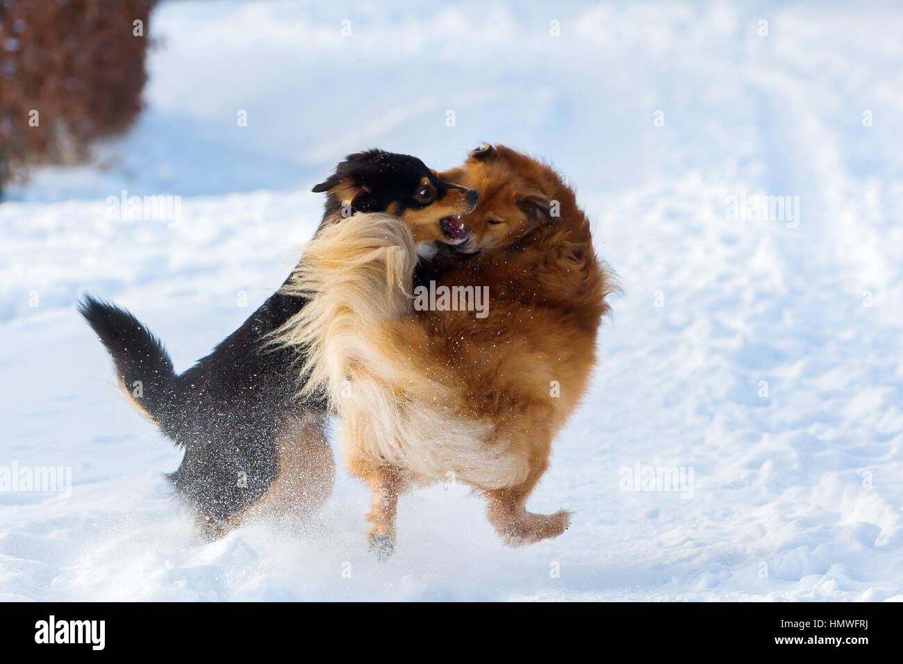 picture of two dogs fighting in the snow Stock Photo - Alamy