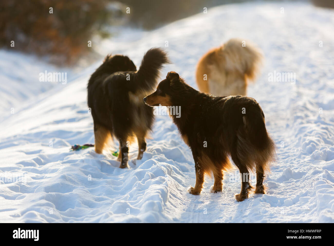 picture of a group of dogs on a wintry forest path Stock Photo - Alamy