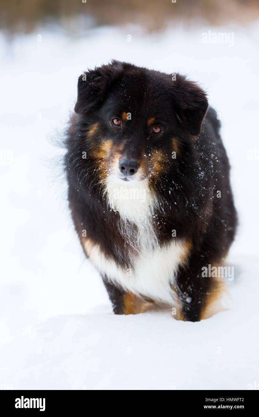 portrait of an Australian Shepherd dog in the snow Stock Photo - Alamy