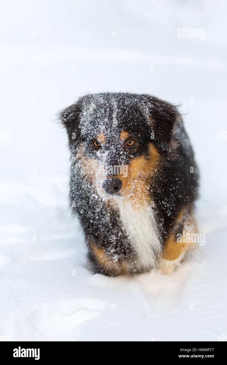 portrait of an Australian Shepherd dog in the snow Stock Photo - Alamy