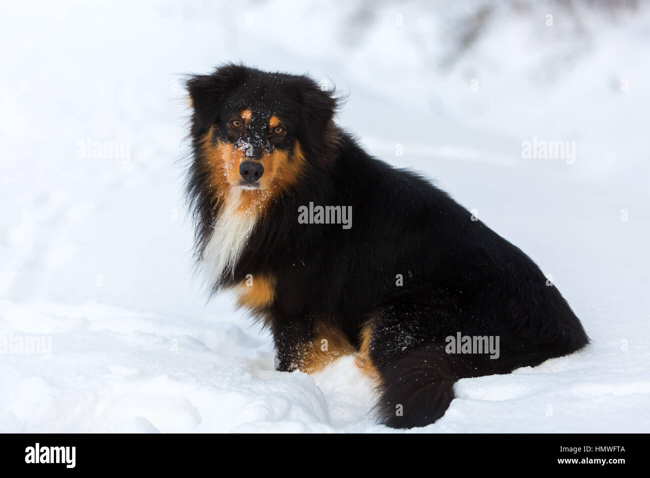 portrait of an Australian Shepherd dog in the snow Stock Photo - Alamy