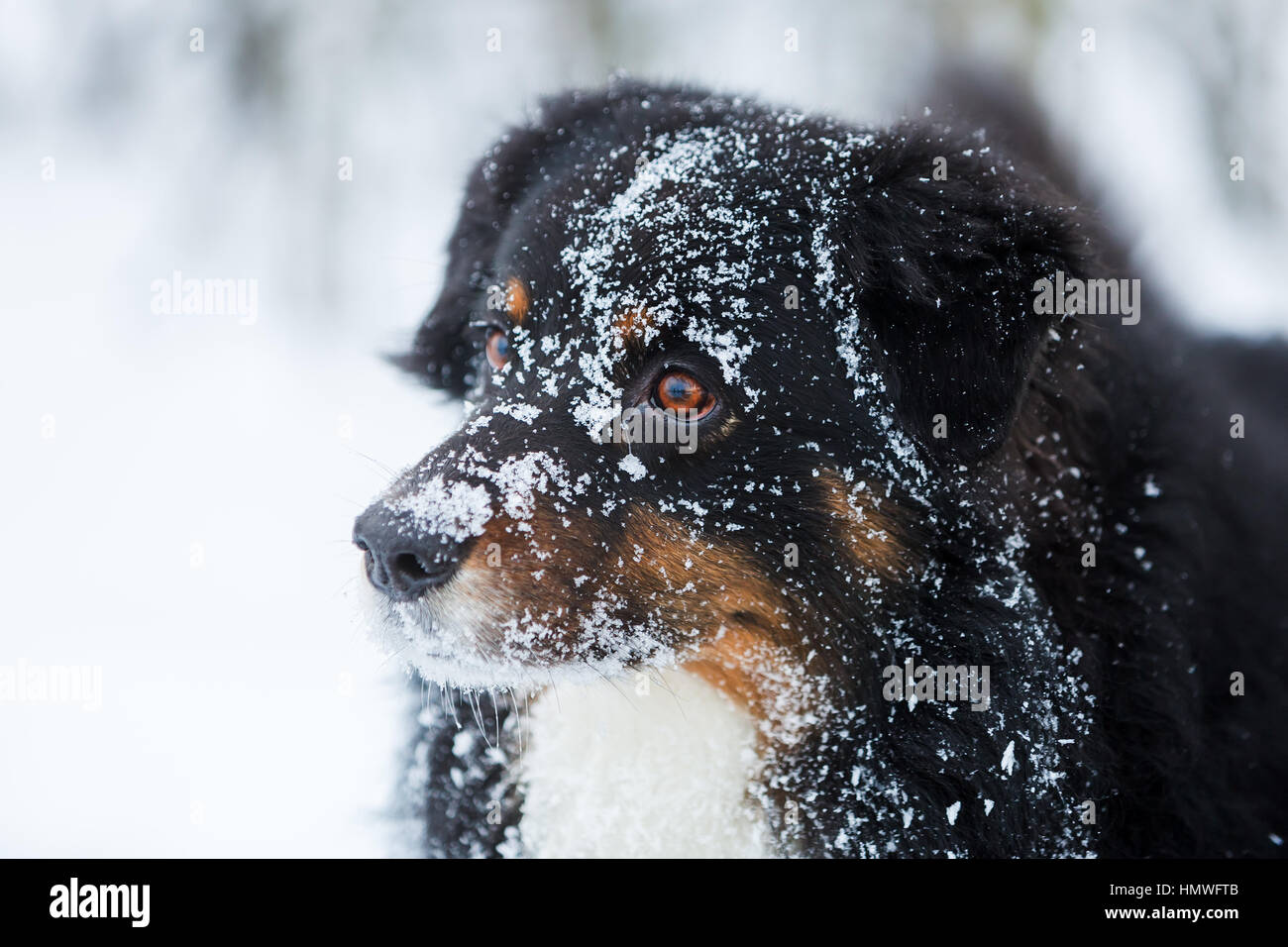 portrait of an Australian Shepherd dog in the snow Stock Photo - Alamy