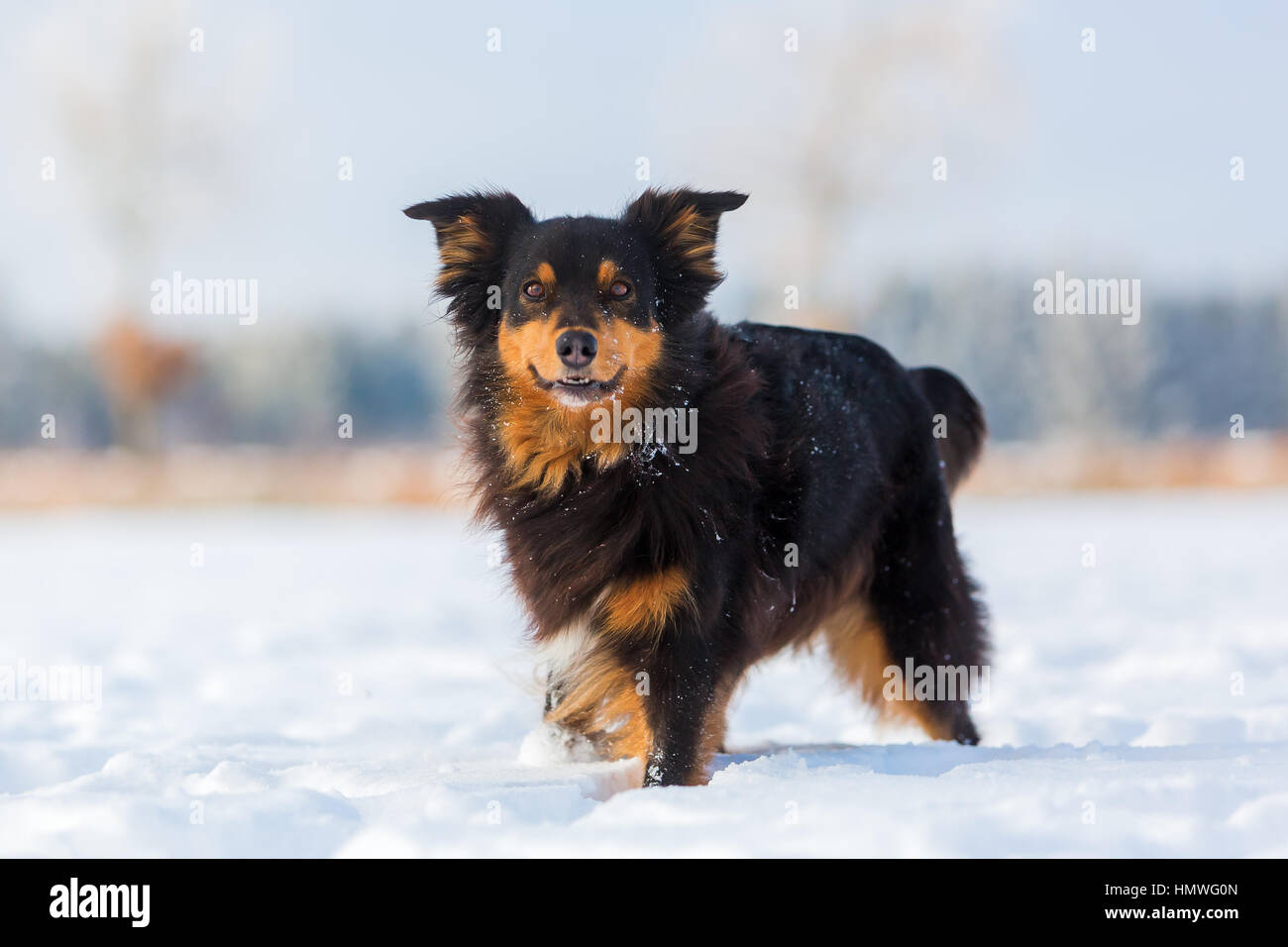 portrait of an Australian Shepherd dog in the snow Stock Photo - Alamy