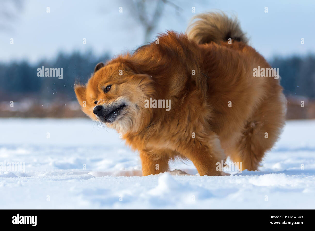 Shaking snow hi-res stock photography and images - Alamy