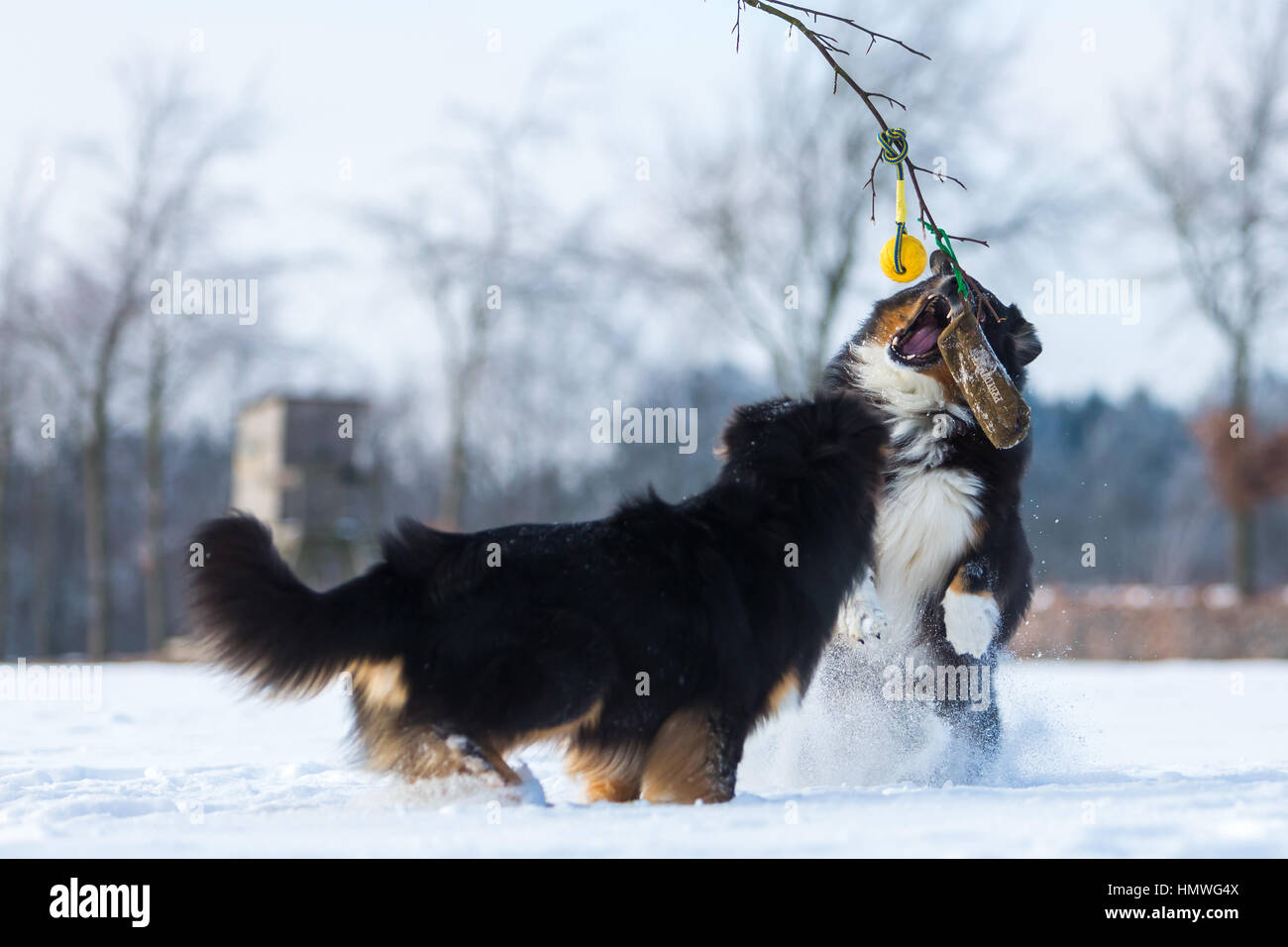 Australian Shepherd dogs jumping for a treat bag at a branch Stock ...