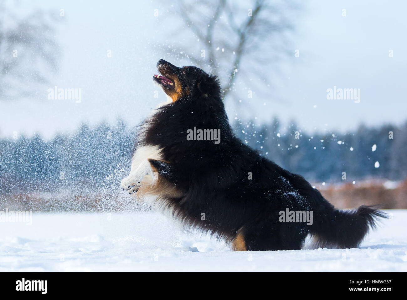 Australian Shepherd dog in winter landscape jumps in the snow Stock ...