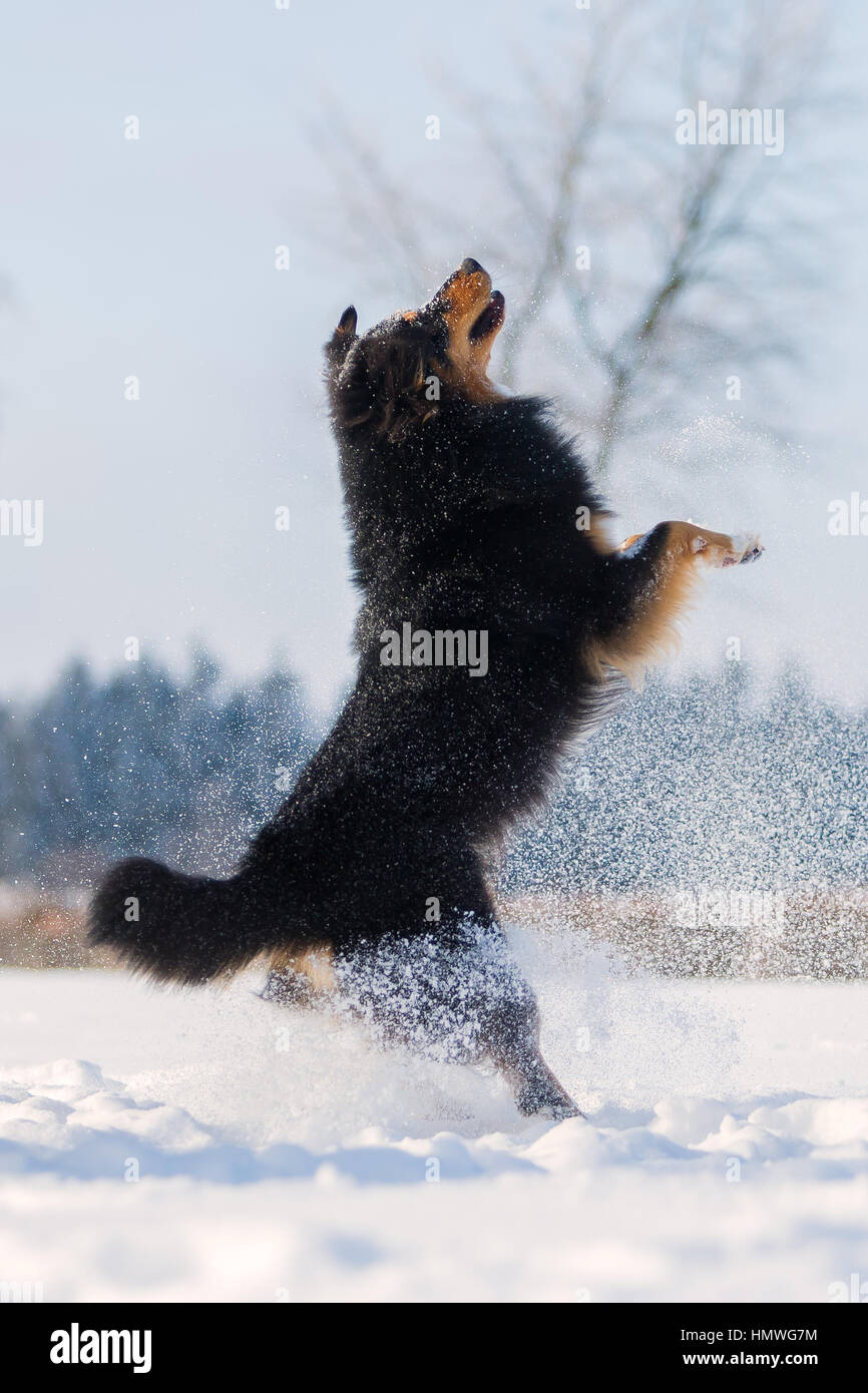 Australian Shepherd dog is jumping in the snow Stock Photo - Alamy