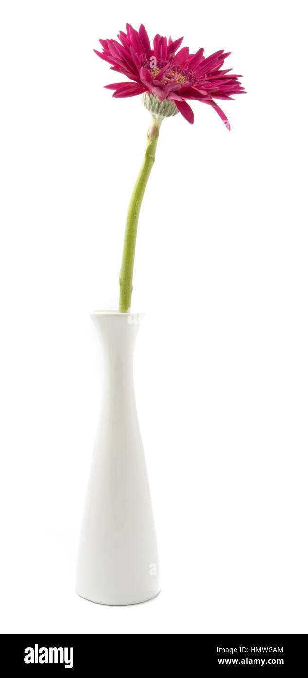 single gerbera flower pink on vase isolated on white background Stock ...