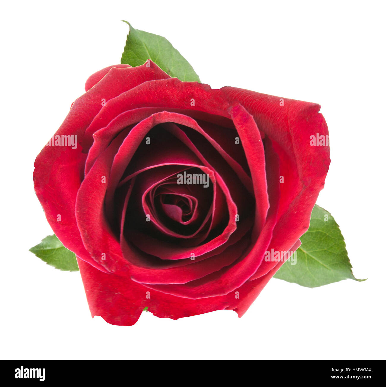 on top red rose isolated on white background Stock Photo - Alamy