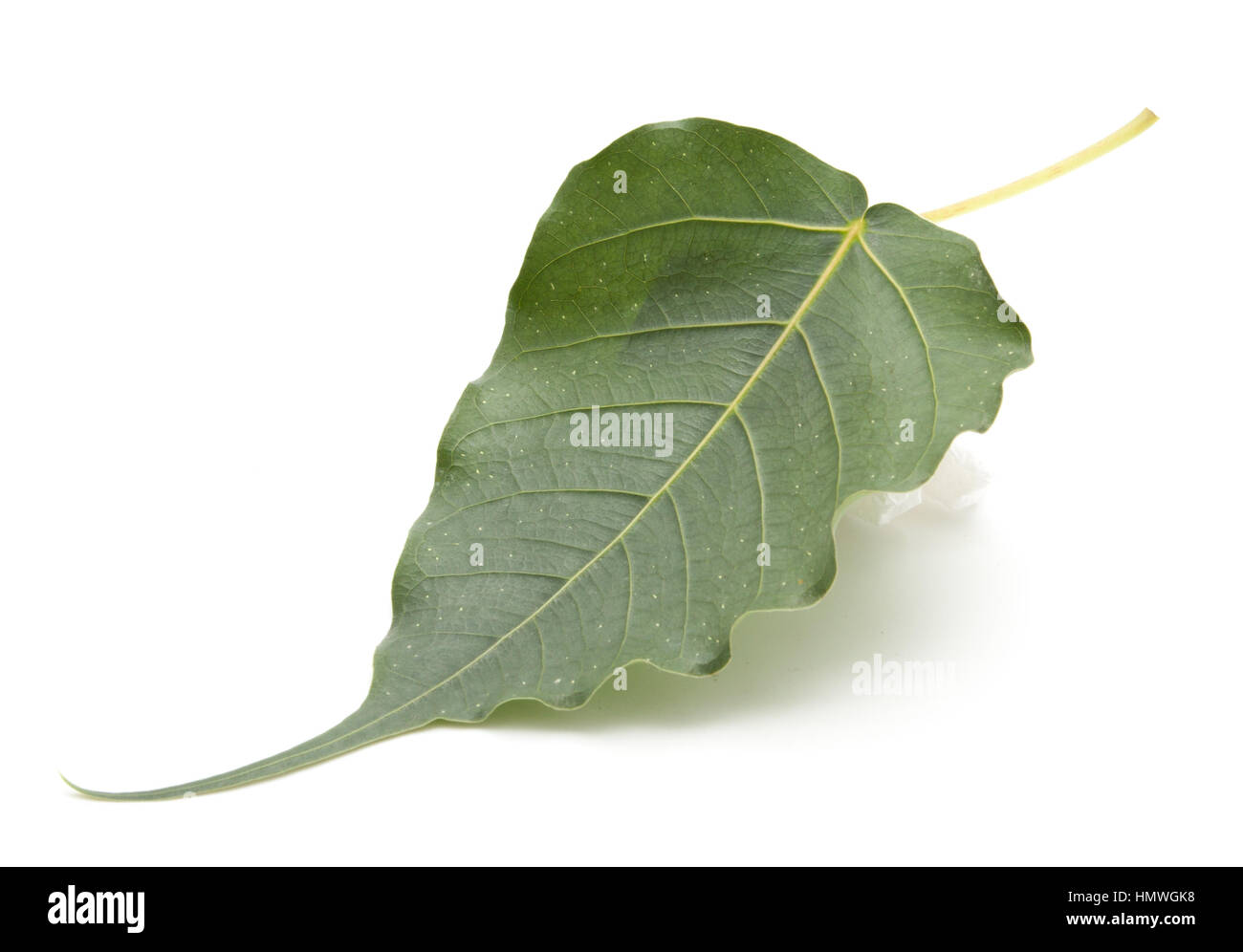 Bo leaf isolated on white Stock Photo - Alamy