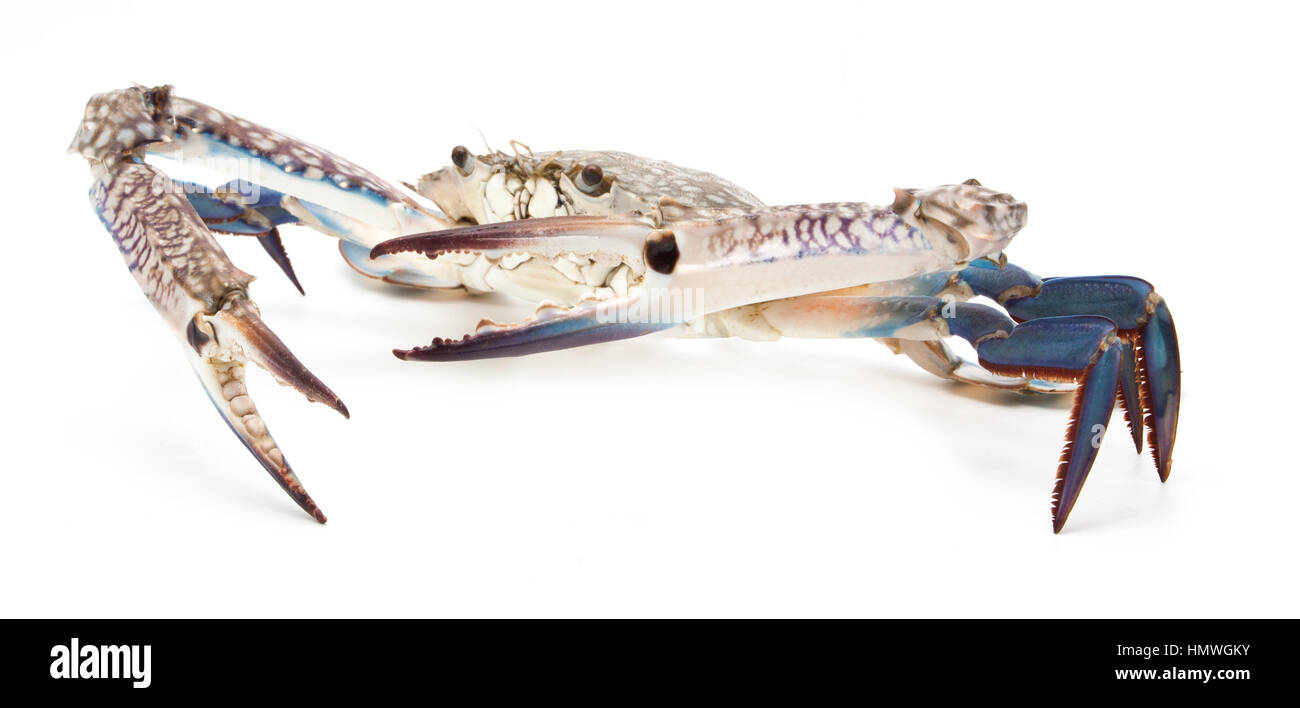 blue crab isolated on white background Stock Photo - Alamy